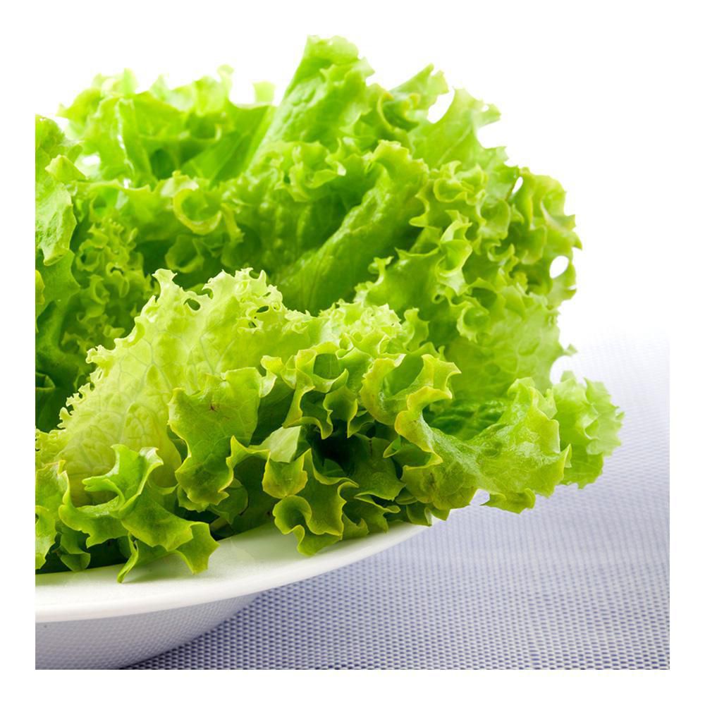 Lechuga Verde Crespa Hidroponica X 170gr - carulla.com